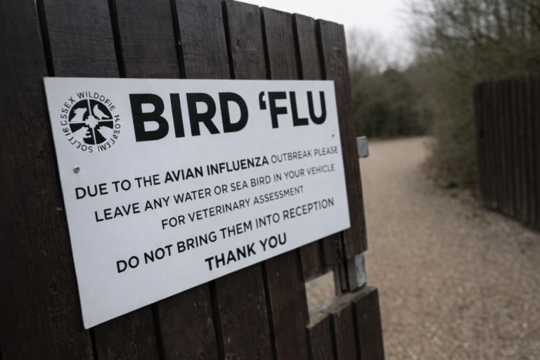 Dozens of Dead Swans in London Docklands Trigger Bird Flu Investigation